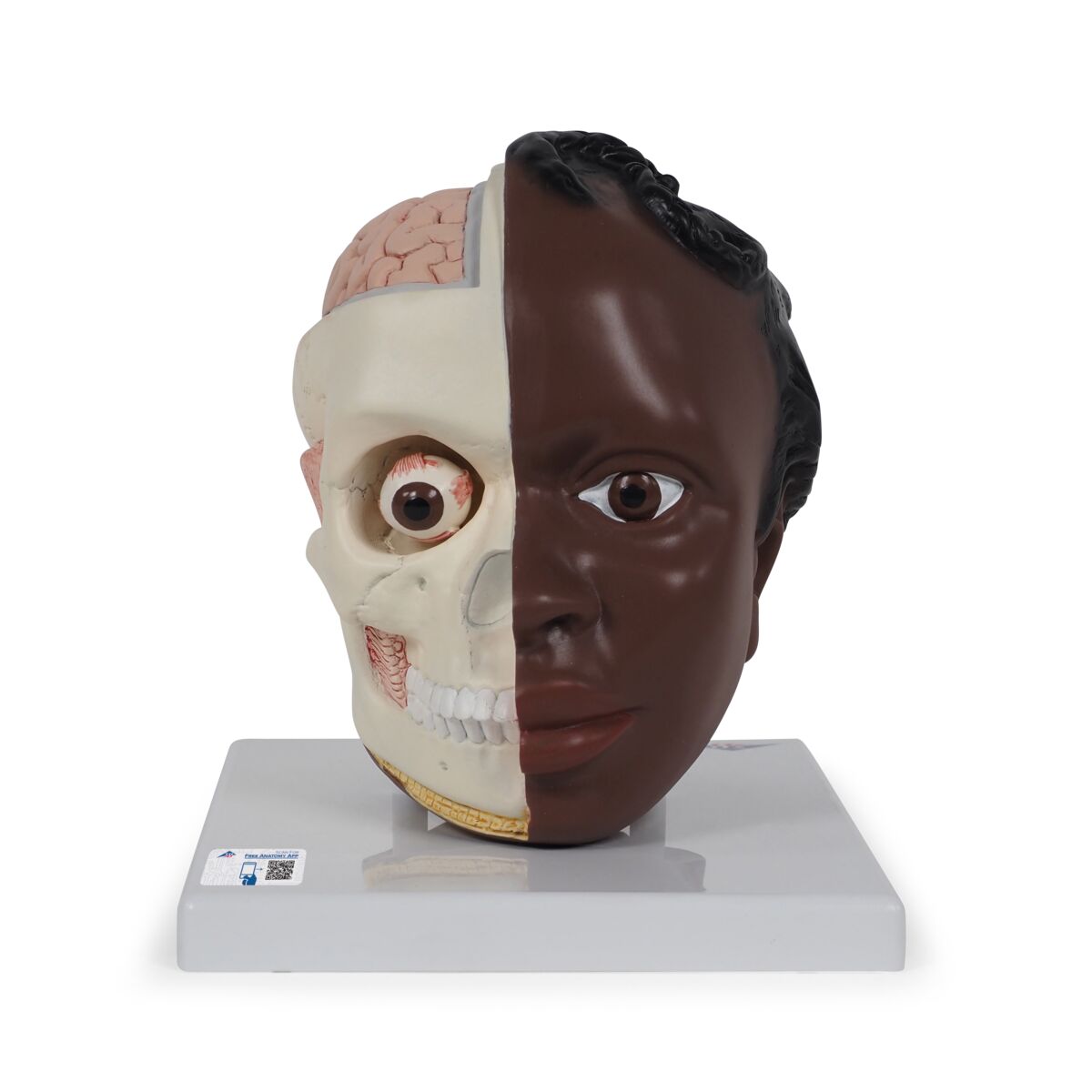 Head Model, 2-part dark skin