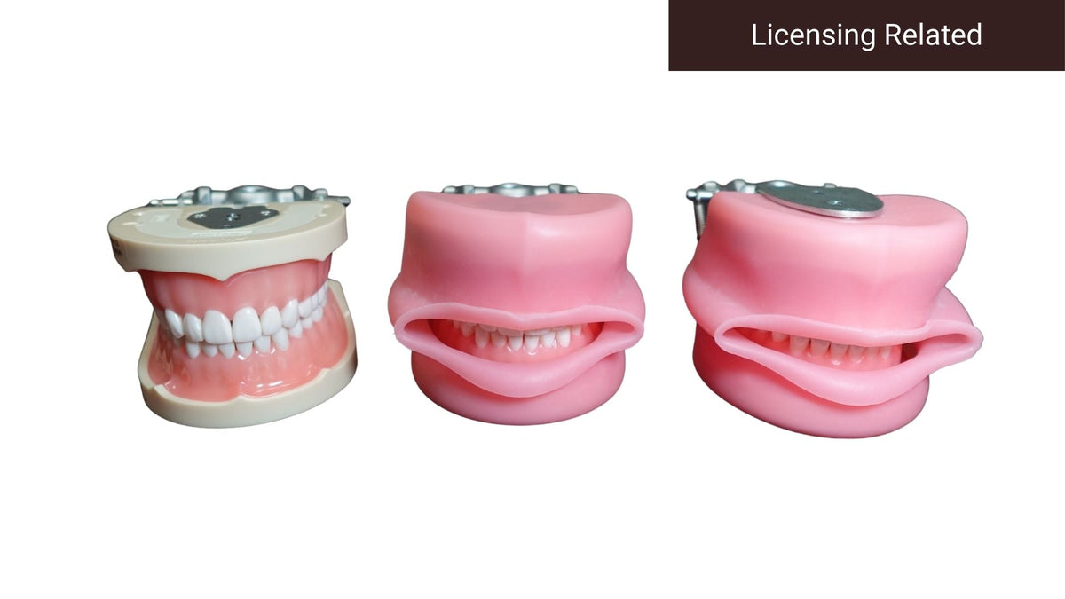 User Guide for Typodont Models