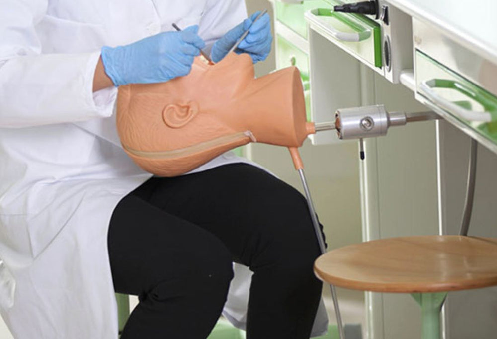 Human anatomy, dental and healthcare models for education | Candent
