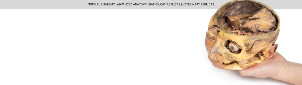 Human anatomy, dental and healthcare models for education | Candent