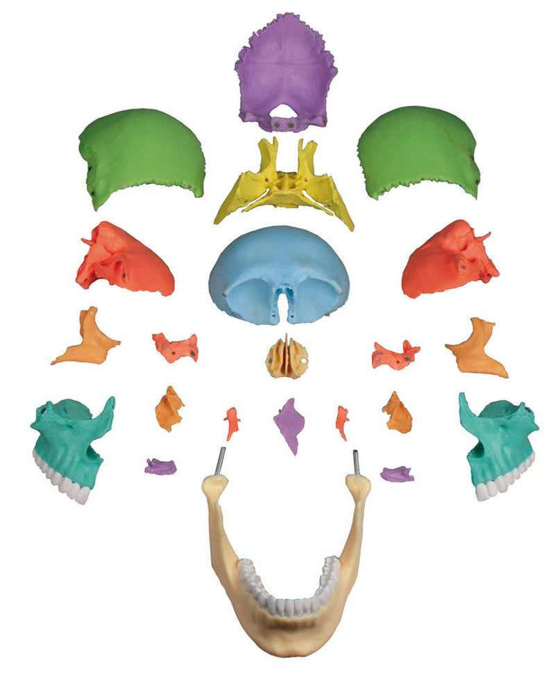 Human anatomy, dental and healthcare models for education | Candent