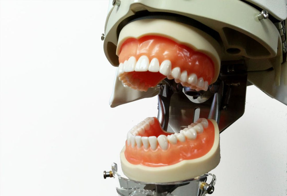 Human anatomy, dental and healthcare models for education | Candent