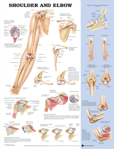 Elbow Joint Models | Detailed Human Elbow Anatomy Resources