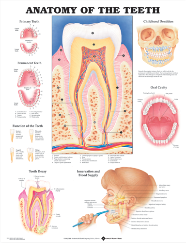 Anatomy of the Teeth