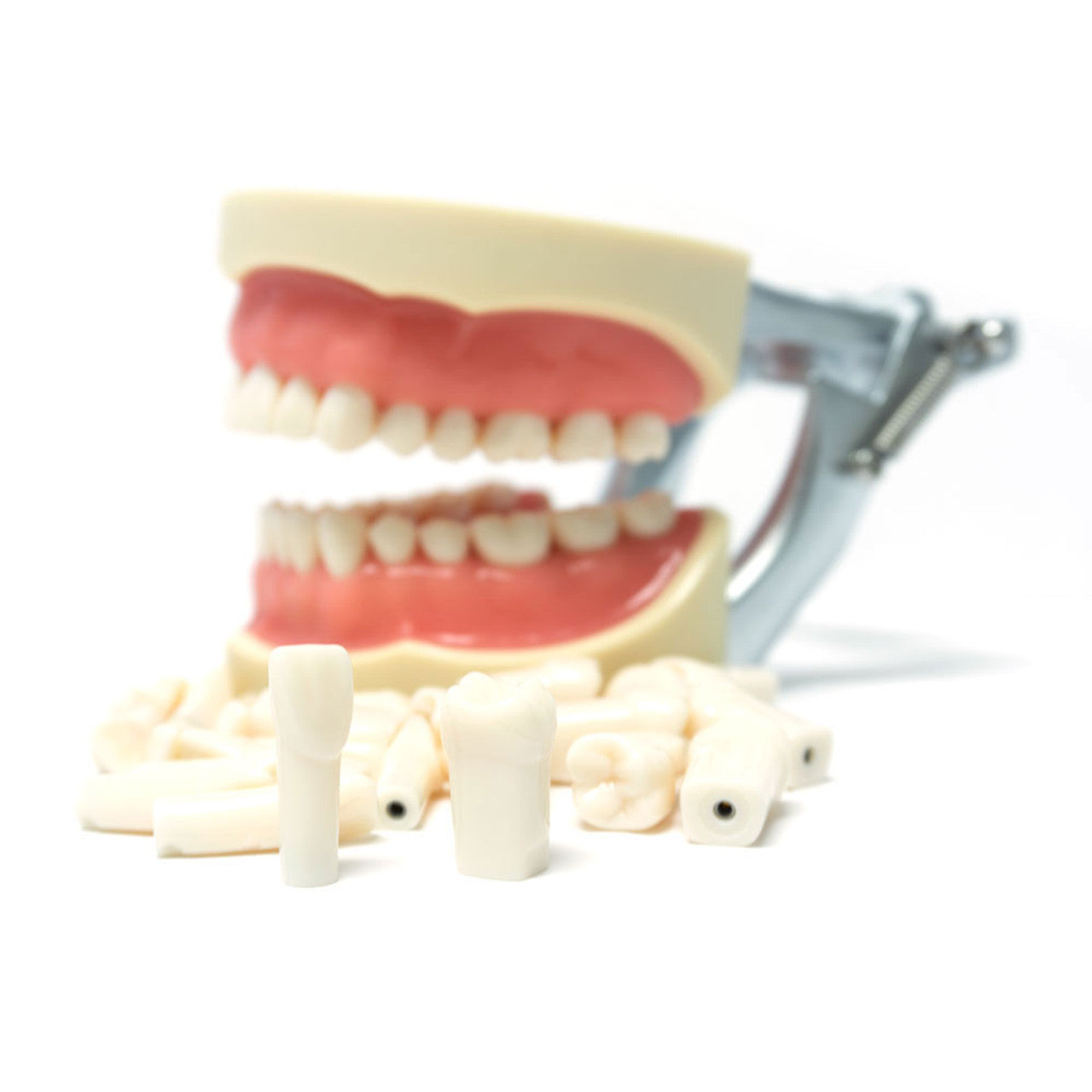 NDECC 700 Series Typodonts | Dental Licensing Standard