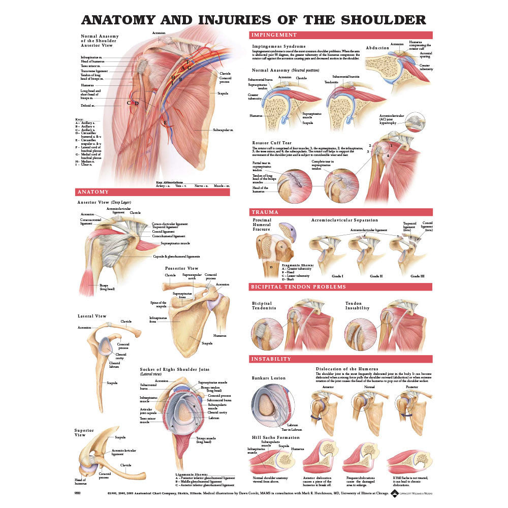 Anatomical Shoulder Models | Detailed Joint & Rotator Cuff Displays