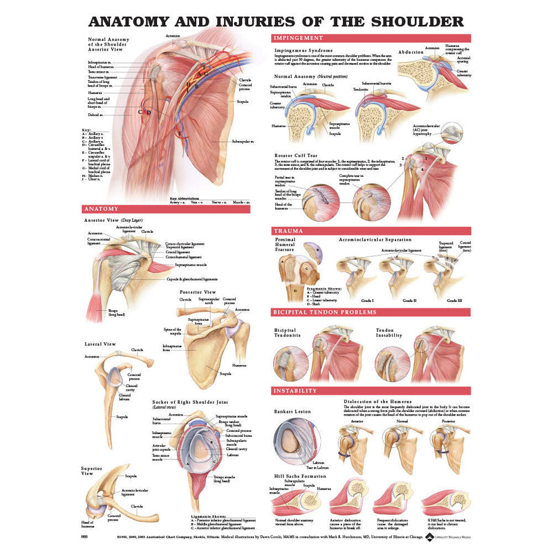 Anatomical Charts and Posters for patient education