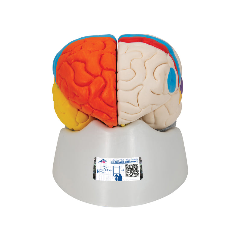 Head & Brain Models | 3d Brain Models