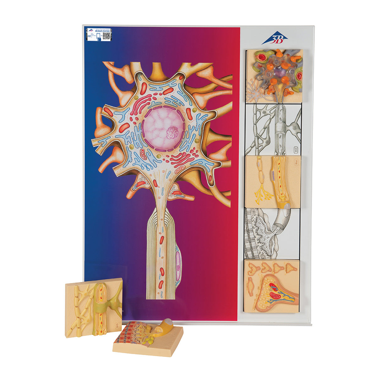 Human Nervous System Model Set "Physiology of Nerves"