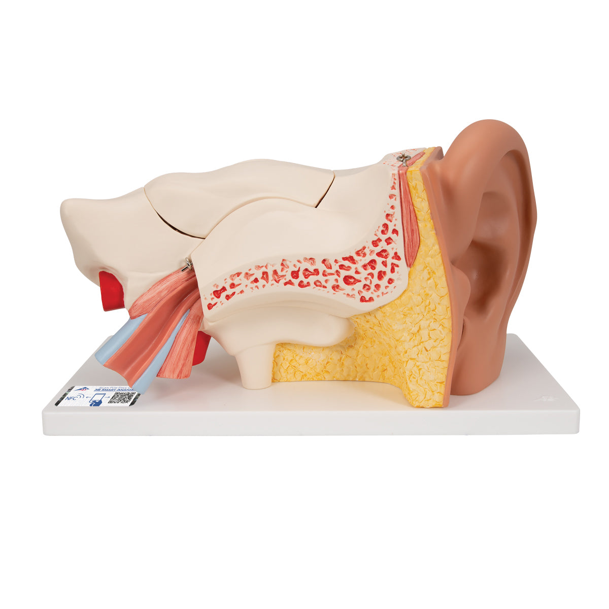 Ear Model with bony orbit, 6 parts