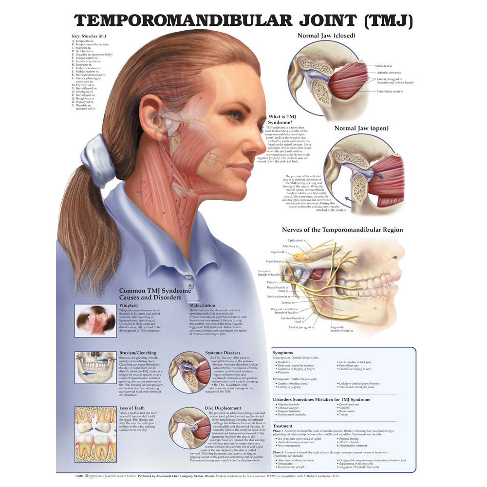 Temporomandibular Joint (TMJ)