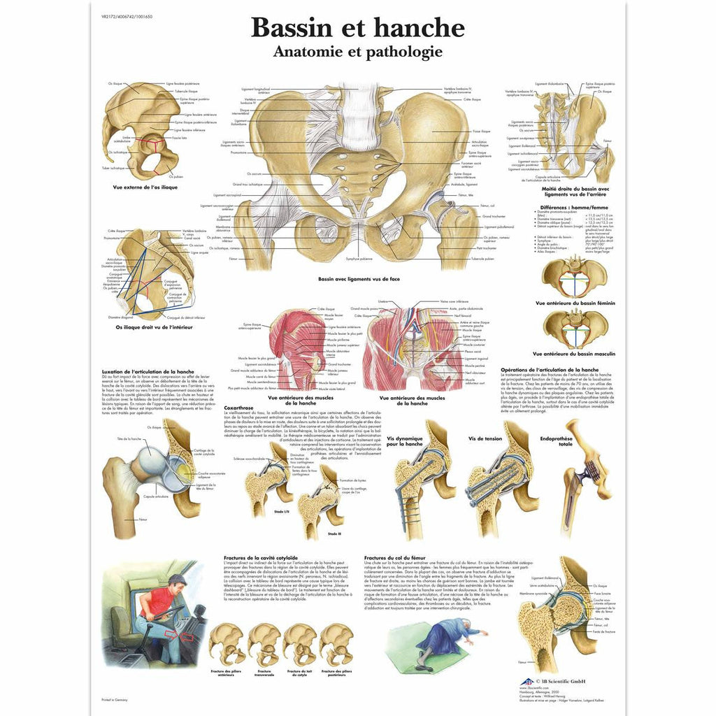 Hanche et Bassin