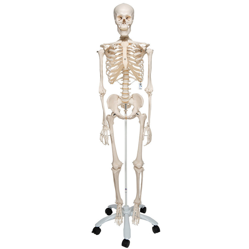 3B Scientific Anatomical Models & Healthcare Simulation Tools