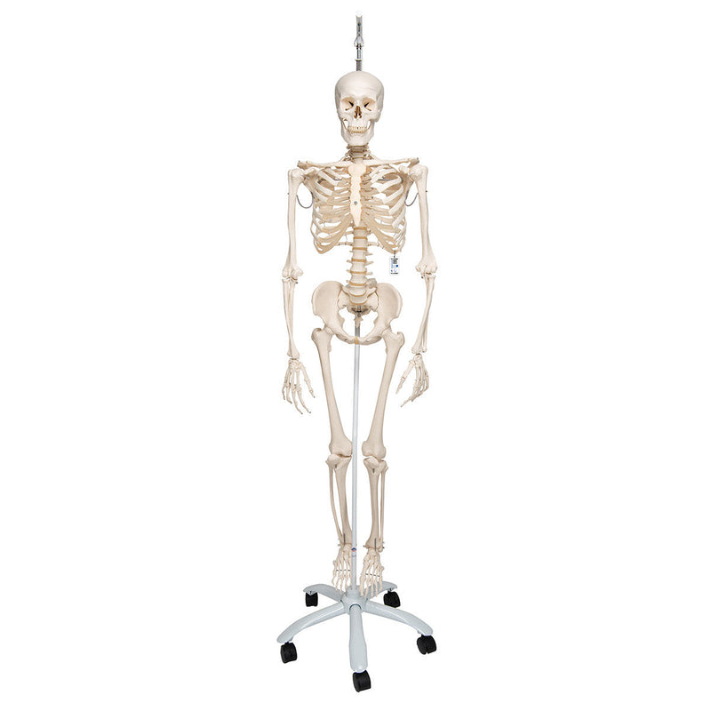 Human Skeleton Model | Skeleton Models