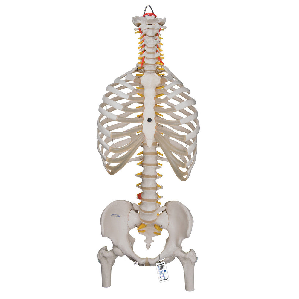 Vertebral & Spine Model | Spine & Vertebral Models