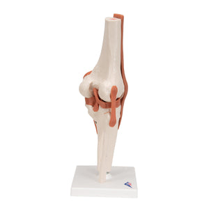 3B Scientific Anatomical Models & Healthcare Simulation Tools