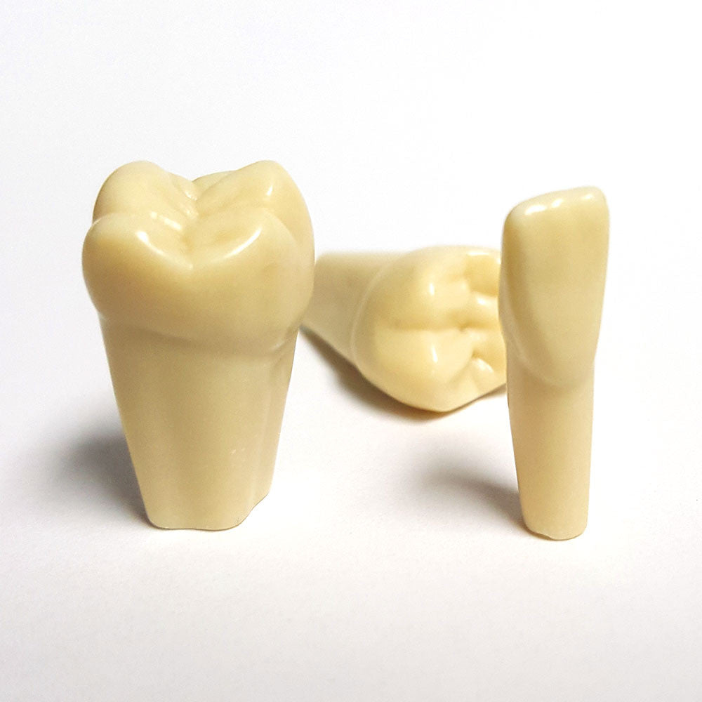 Frasaco Dental Models