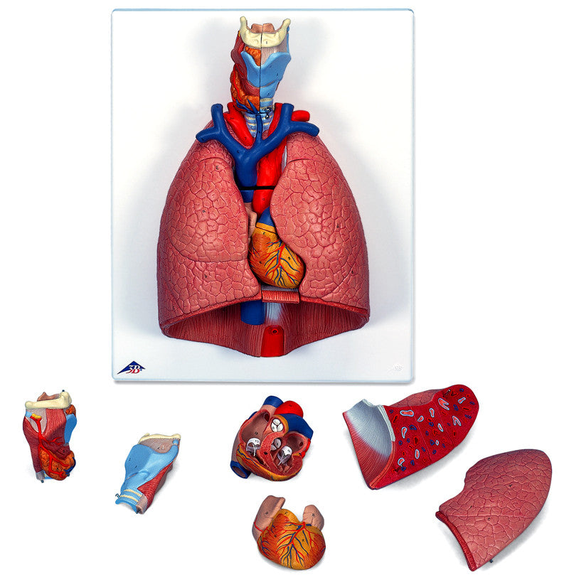 Deluxe Life-size Lung Model