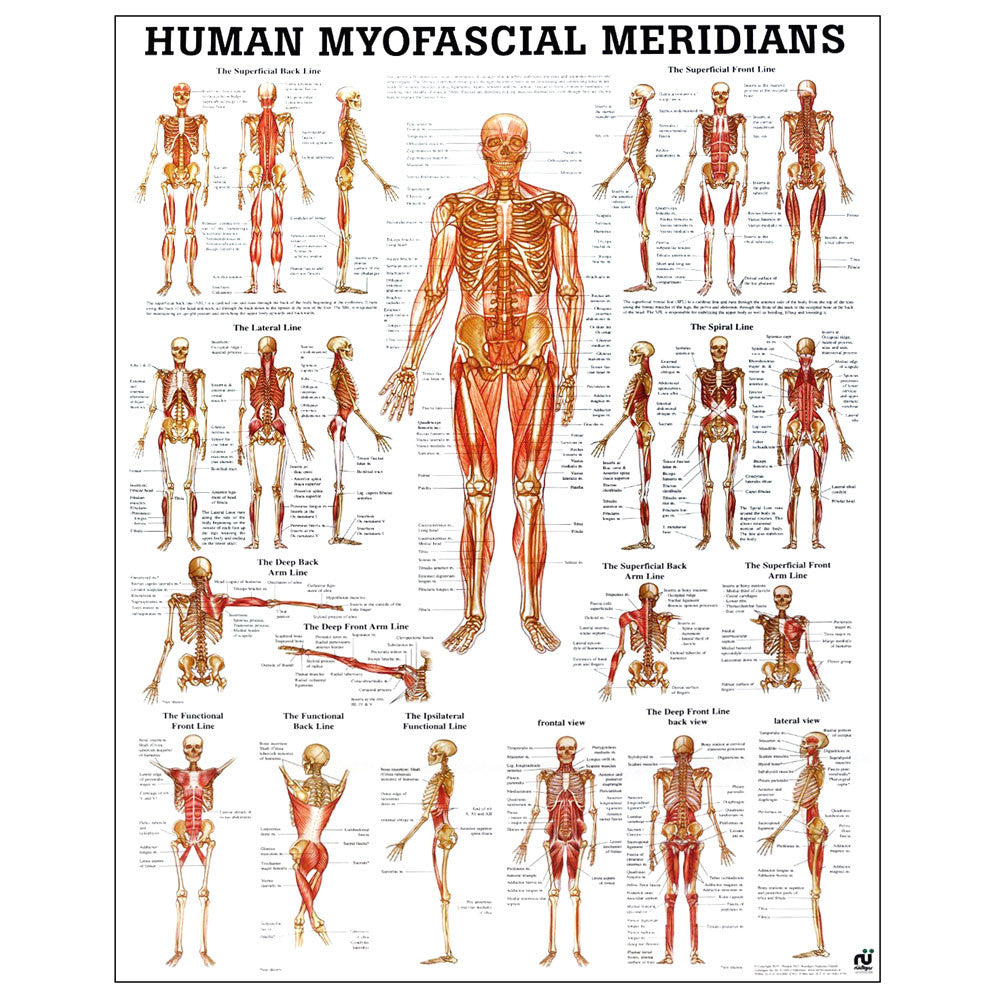 Human Myofascial Meridians wall chart