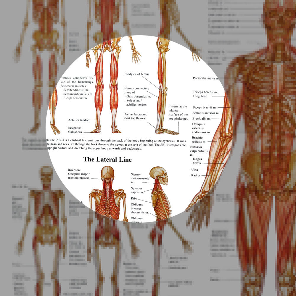 Human Myofascial Meridians wall chart