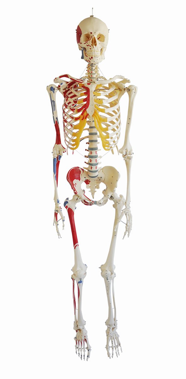 Artificial Human Skeleton, male - Somso QS10/11