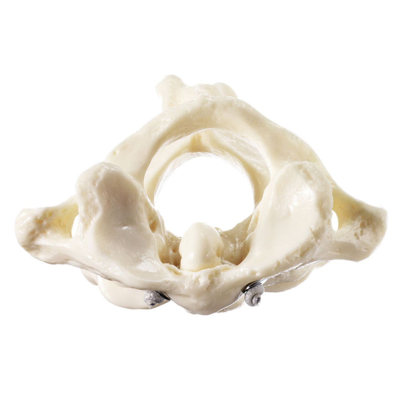 First and Second Cervical Vertebrae - Somso QS17/1