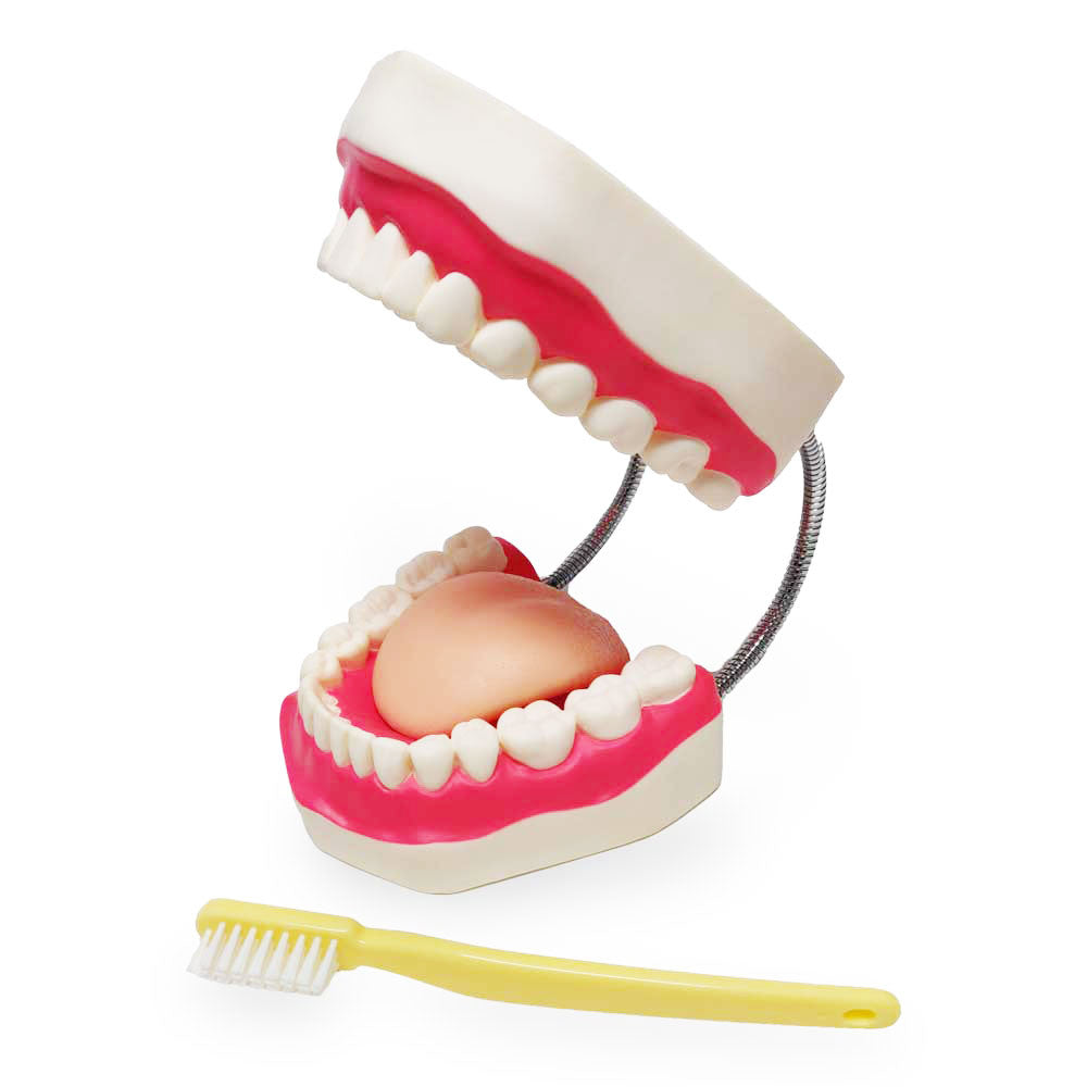 Enlarged Dental Care model with Brush